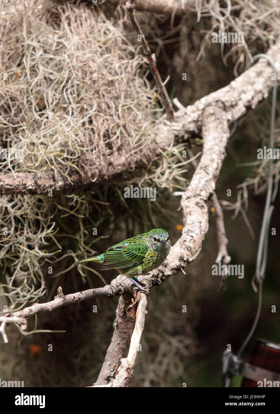 Tangara punctate hi-res stock photography and images - Alamy