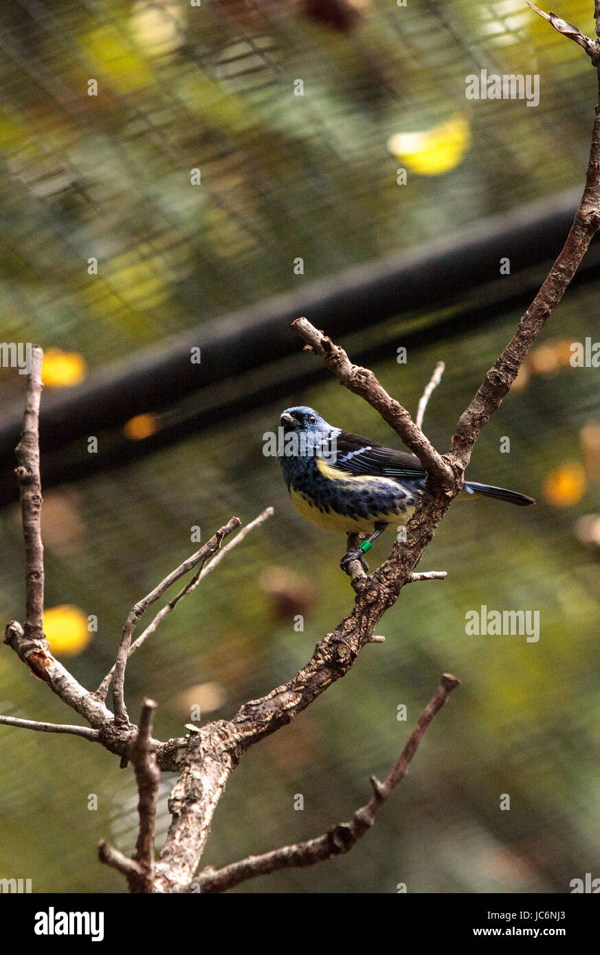 Turquoise tanager tangara mexicana bird hi-res stock photography and ...