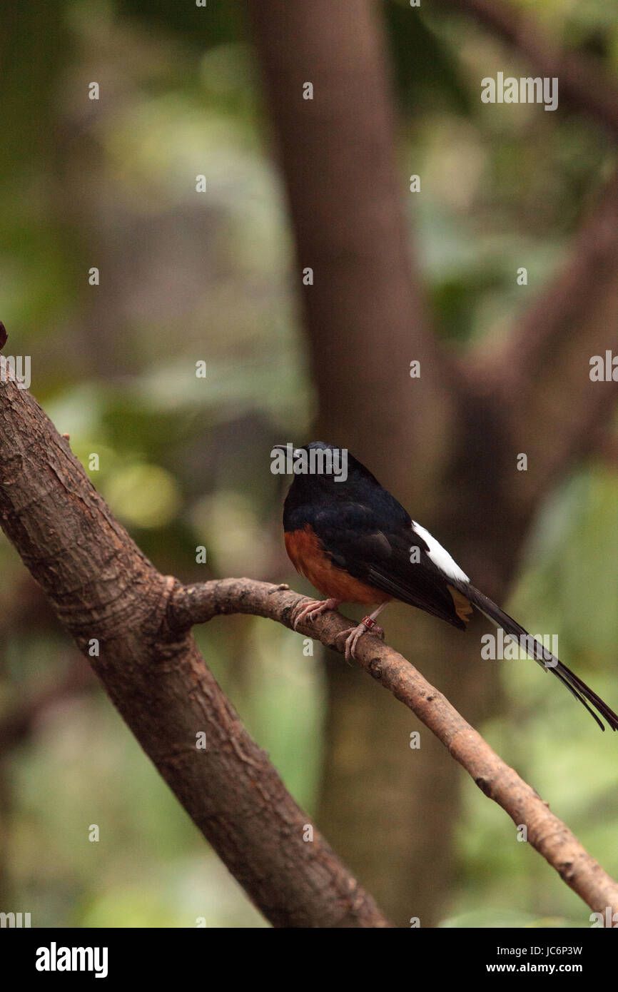 White crowned robin hi-res stock photography and images - Alamy