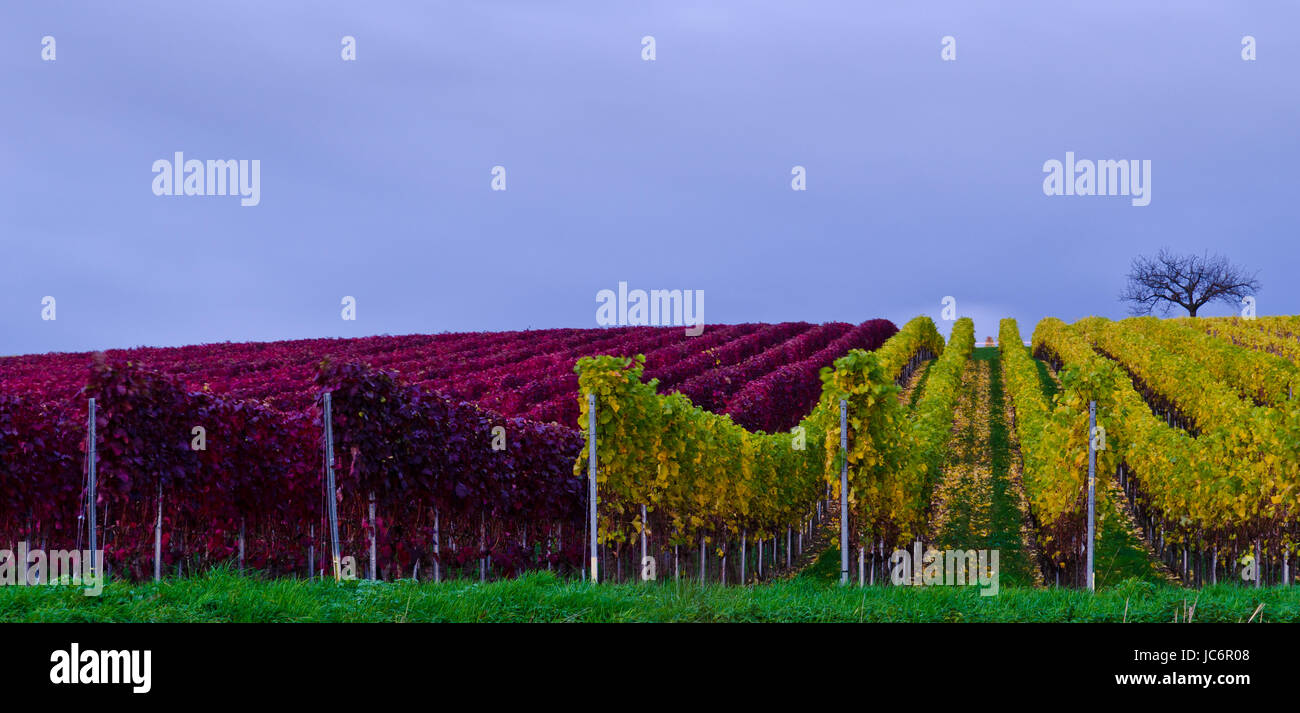 coloured vines landscape Stock Photo - Alamy