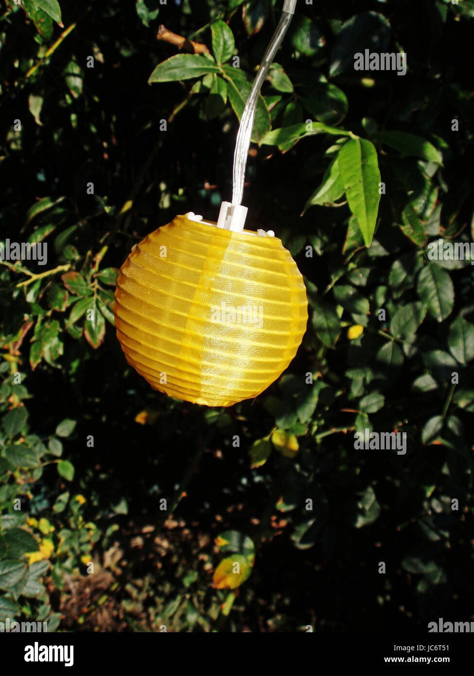 Lampion plants hi-res stock photography and images - Alamy