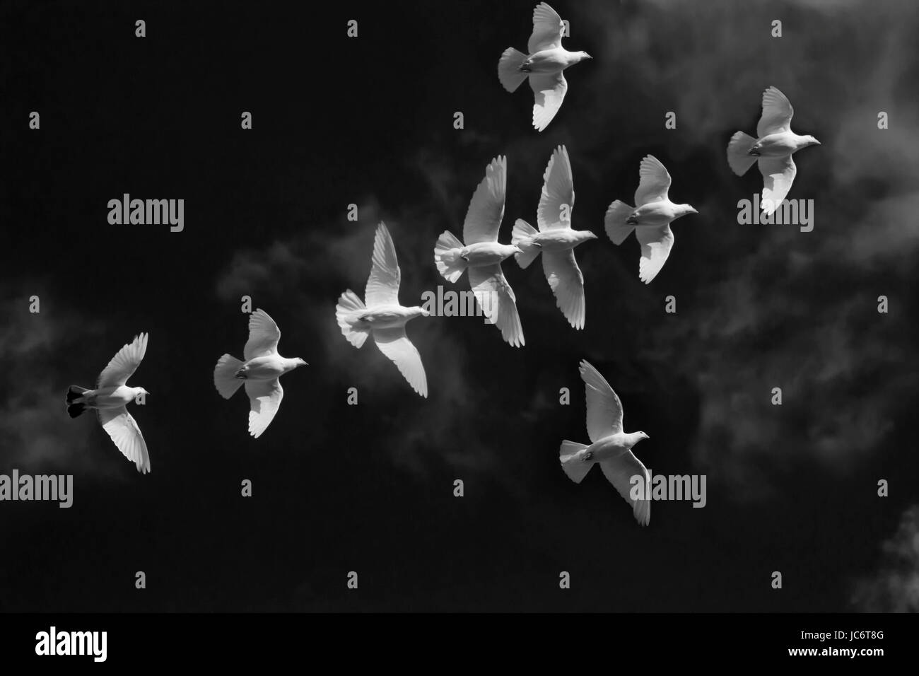 Flying pigeon symbol peace Black and White Stock Photos & Images - Alamy