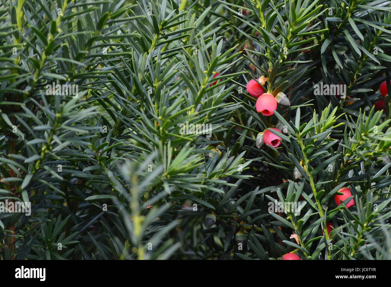 Giftbaum hi-res stock photography and images - Alamy