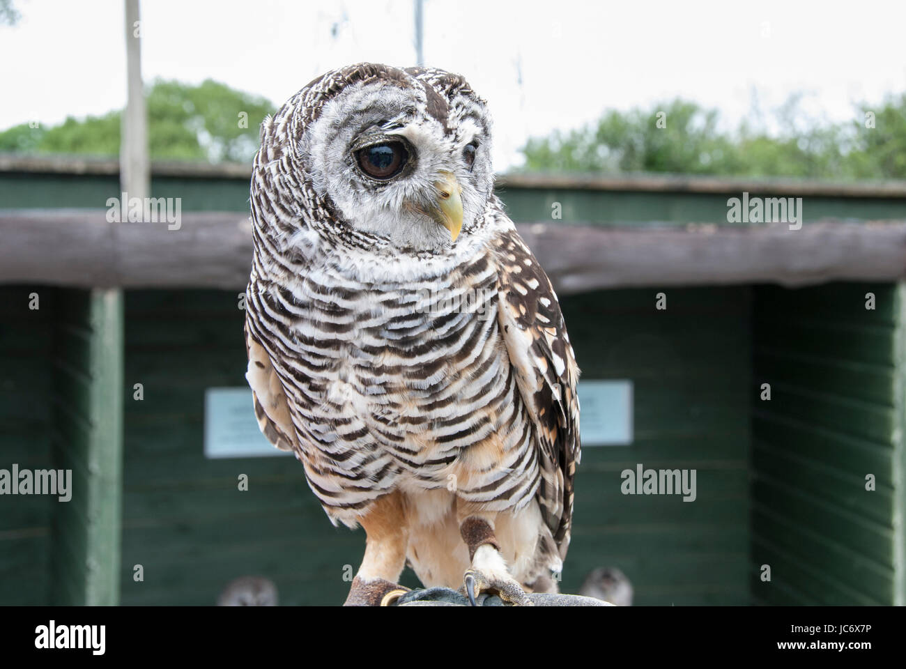 A Rufous Legged Owl (Strix rufipes Stock Photo - Alamy