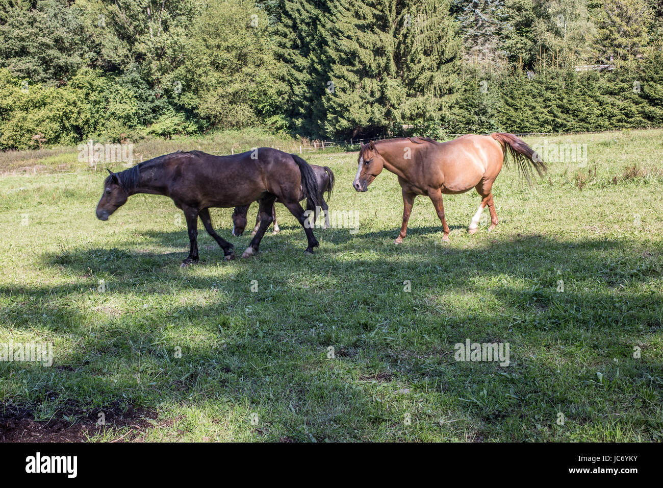 Pferde auf Weide Stock Photo - Alamy