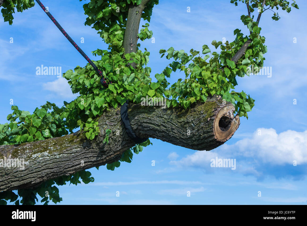 Baum mit loch hi-res stock photography and images - Alamy