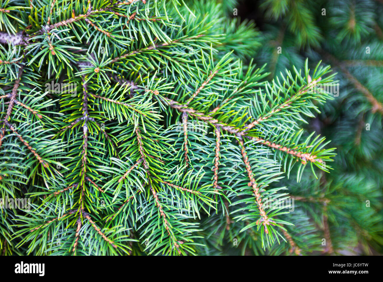 Branches of the evergreen coniferous plant with needle-like leaves ... Branches of the evergreen coniferous plant with needle-like leaves ...