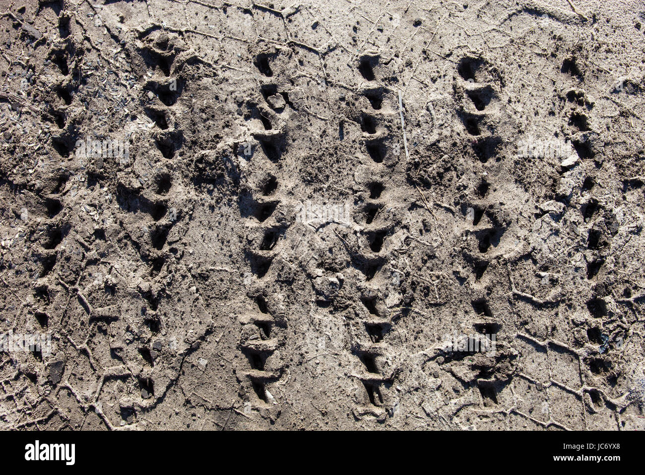 Closeup of caterpillar tracks traces on the ground Stock Photo - Alamy