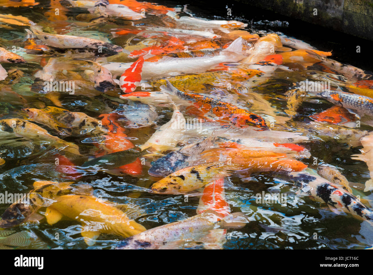Asian koi carps hi-res stock photography and images - Alamy