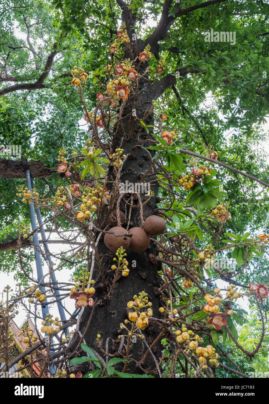 Sal trees hi-res stock photography and images - Alamy