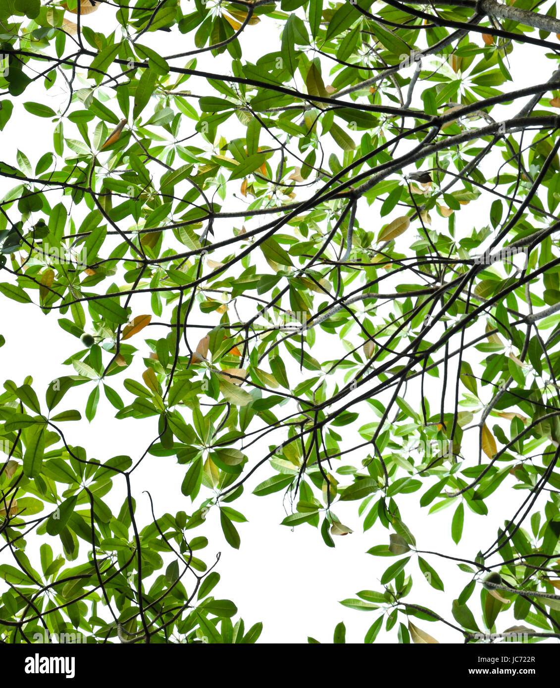 Milkwood tree hi-res stock photography and images - Alamy