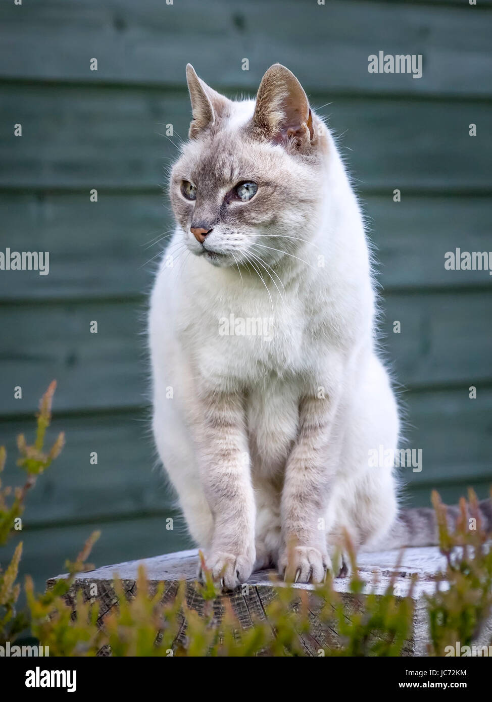 An image of a nice cat portrait Stock Photo - Alamy