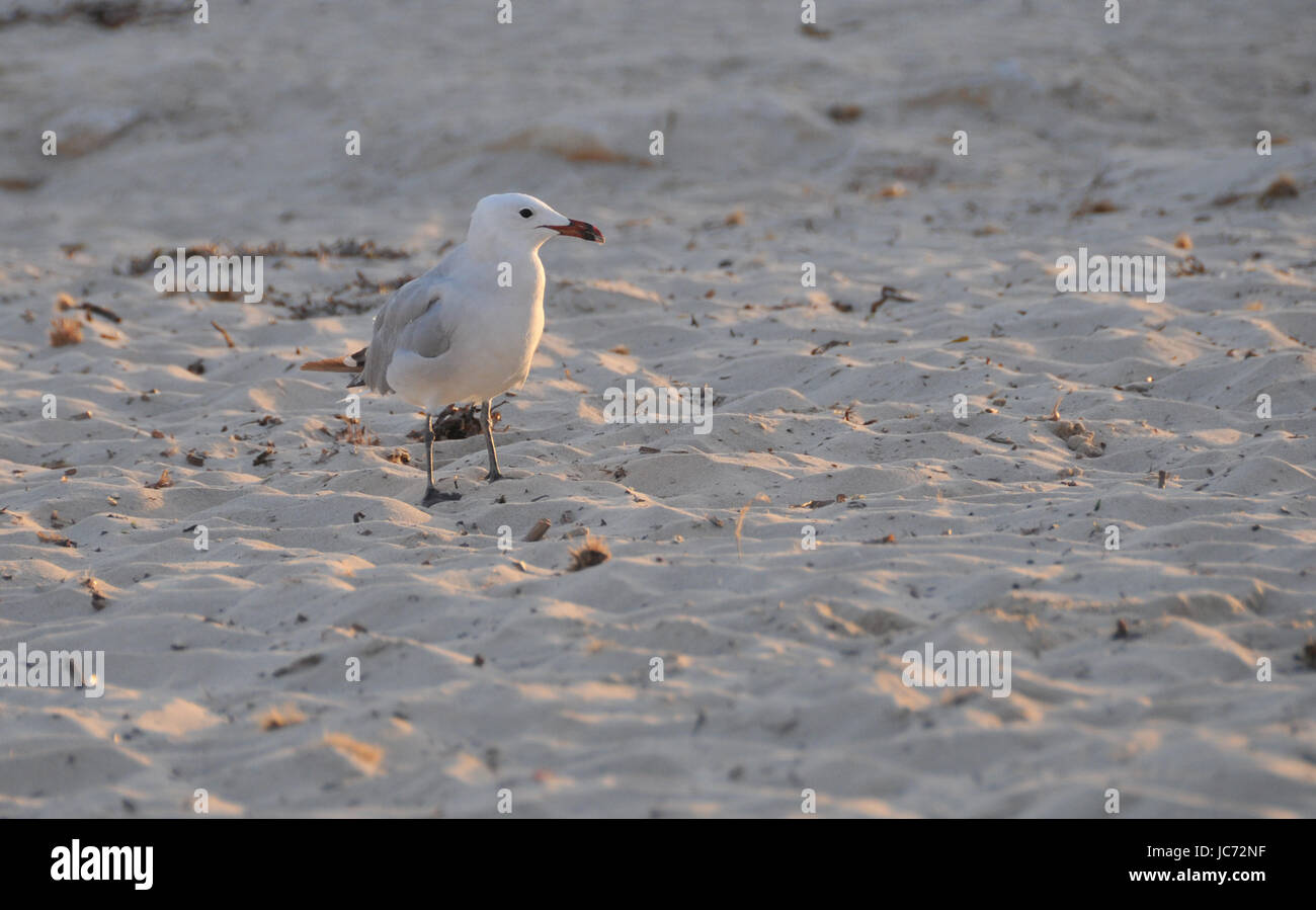 seagull on the beach Stock Photo - Alamy