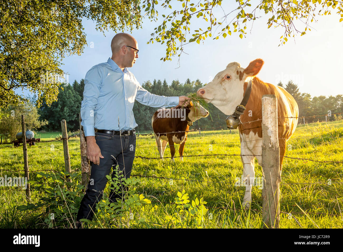 An image of a man feeding a cow Stock Photo - Alamy
