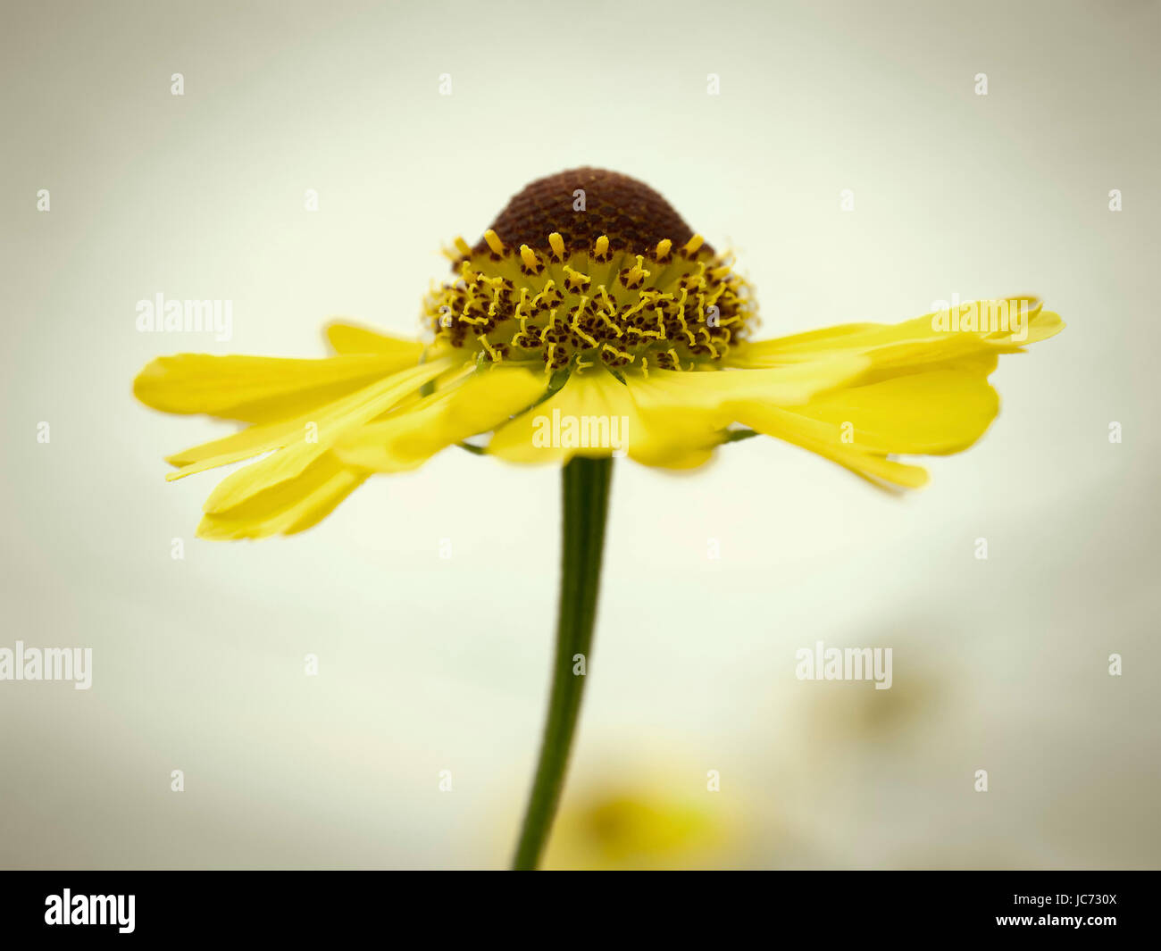 An image of a beautiful yellow autumn flower Stock Photo - Alamy