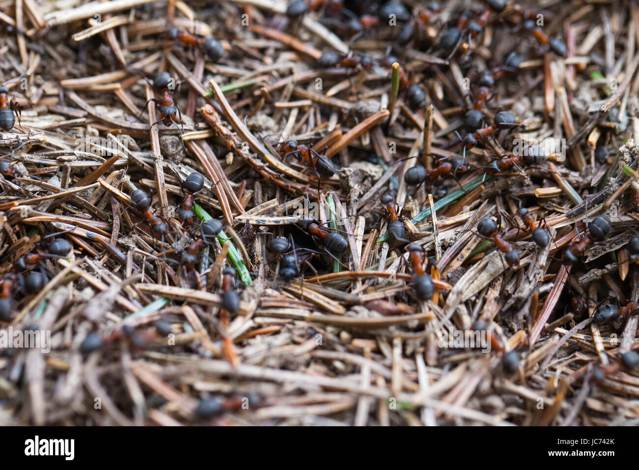 Close up picture of ants colony and their nest outdoor, springtime ...
