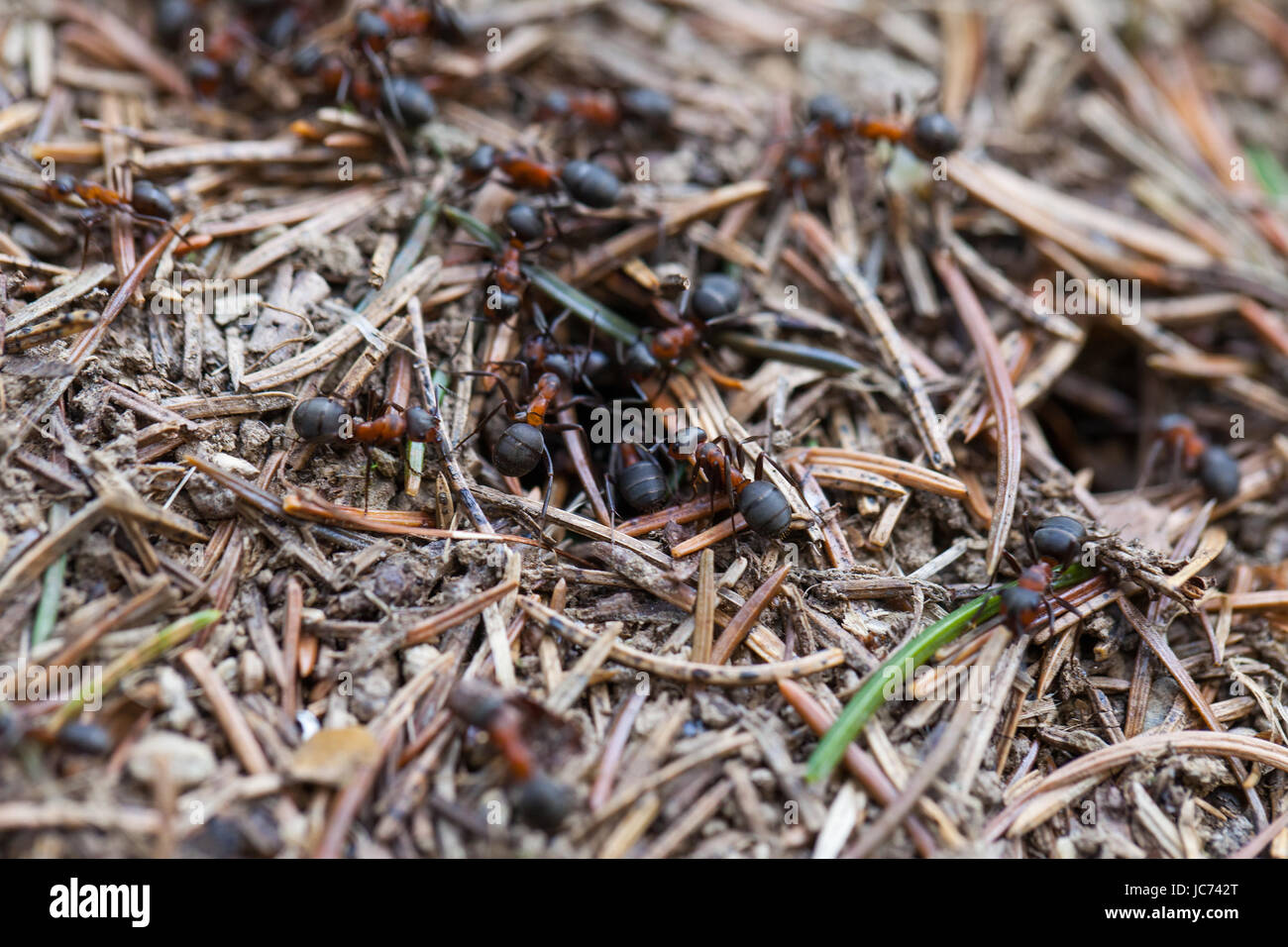 Close up picture of ants colony and their nest outdoor, springtime ...