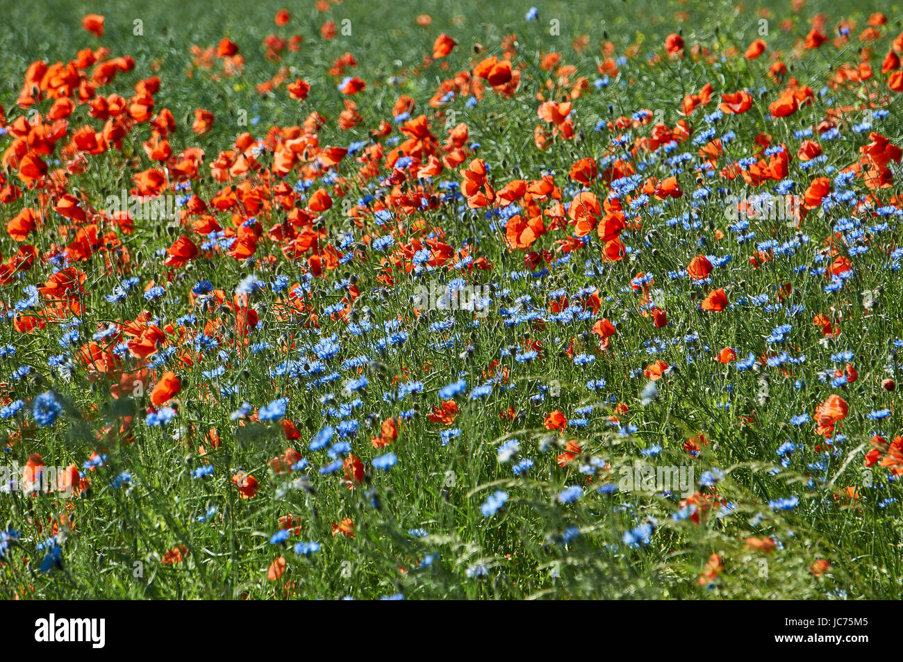 Field poppies and cornflowers Stock Photo - Alamy