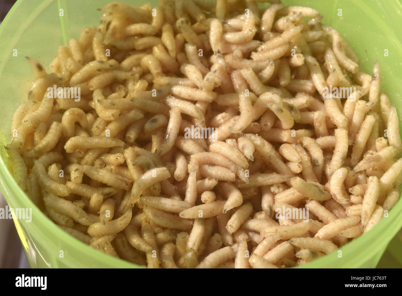 to bait the hook: live bait Stock Photo - Alamy