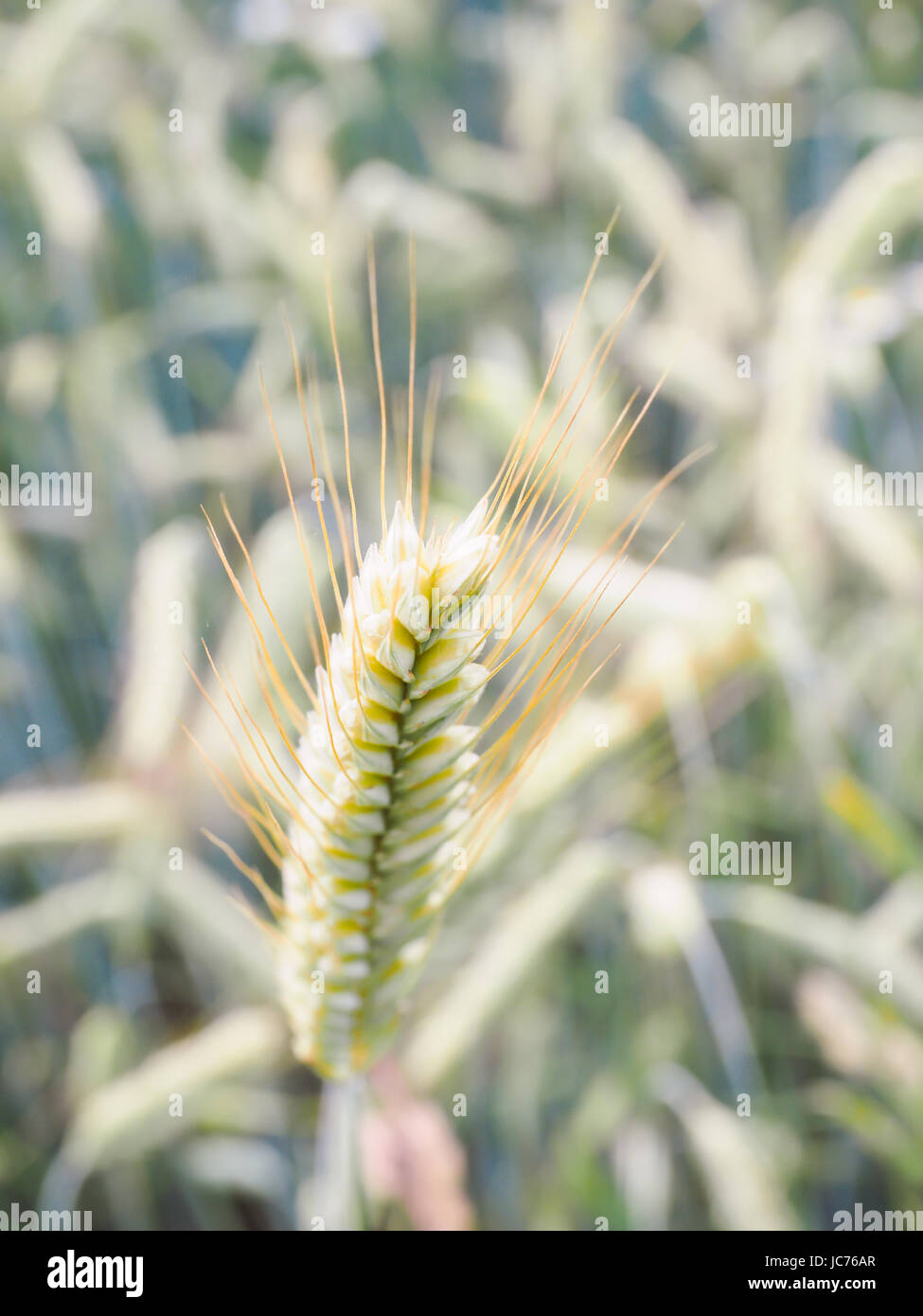 Whole green barley grain in a field Stock Photo - Alamy