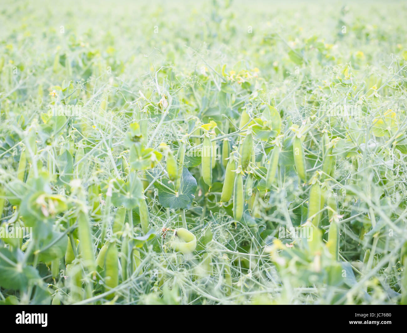 Pisum sativum stem hi-res stock photography and images - Alamy