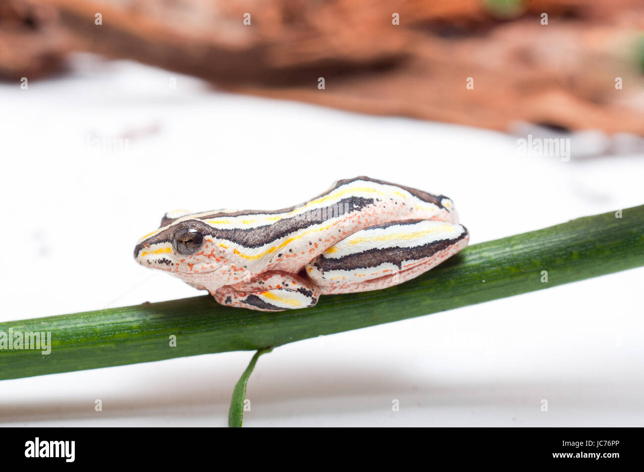 Closeup of Hyperolius Marmoratus - Painted Reed Frog Stock Photo - Alamy