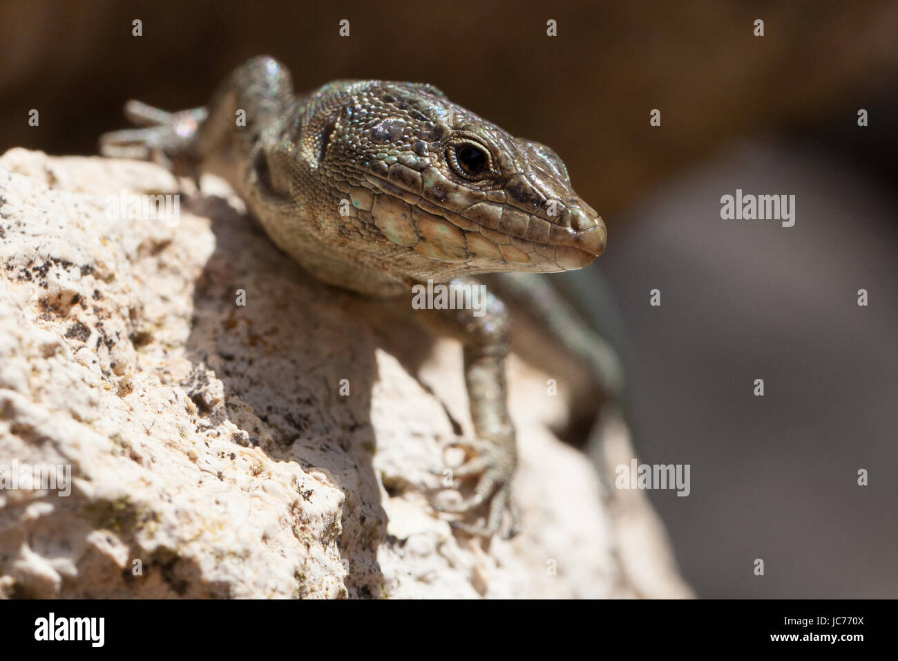 Dragoneraechse hi-res stock photography and images - Alamy
