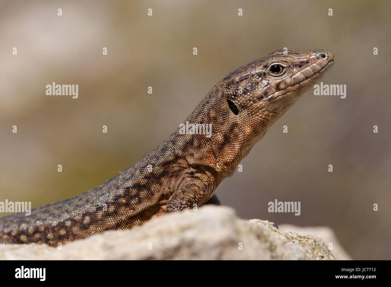 Dragoneraechse hi-res stock photography and images - Alamy