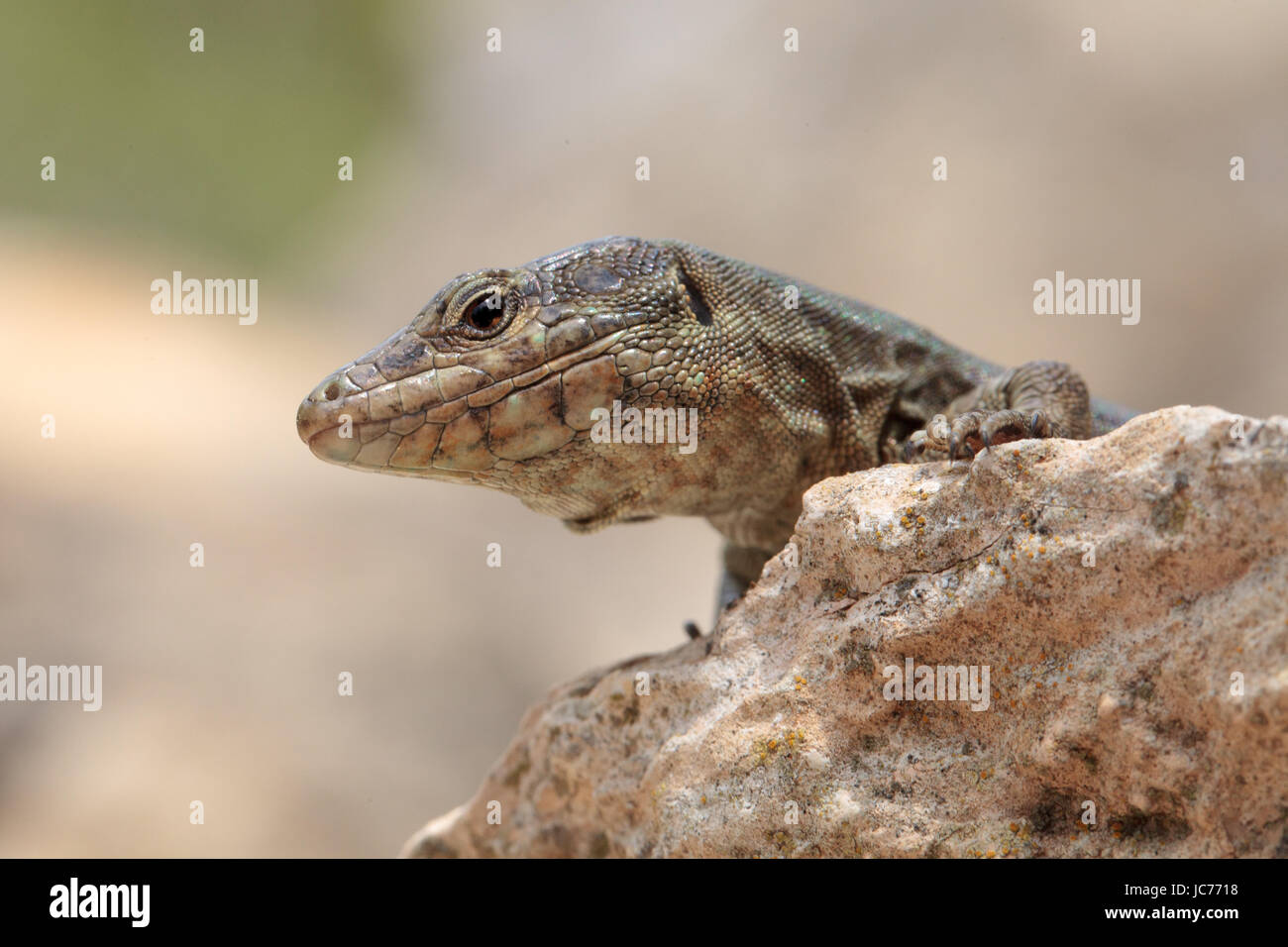 Sa dragonera insel hi-res stock photography and images - Alamy