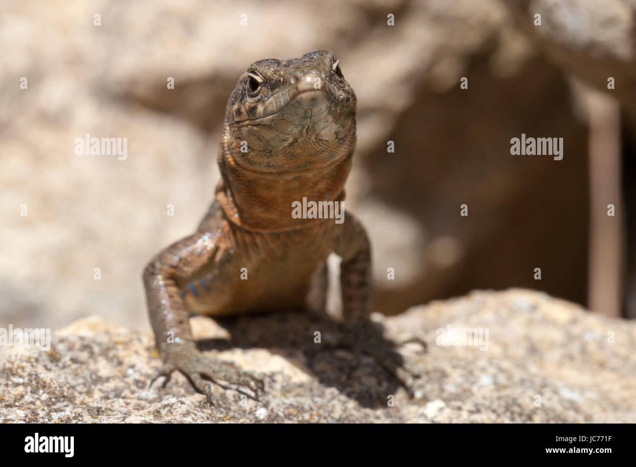 Eidechse endemisch hi-res stock photography and images - Alamy