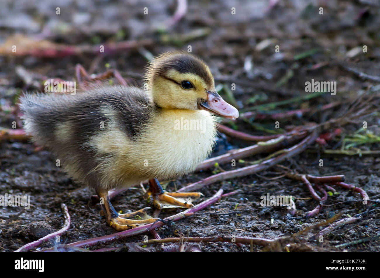 Little duck with great colors Stock Photo - Alamy