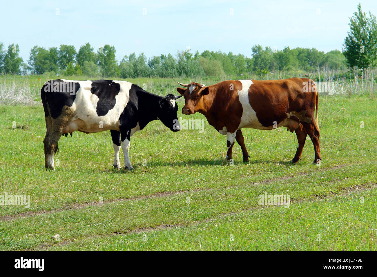 Two cows stand side hi-res stock photography and images - Alamy