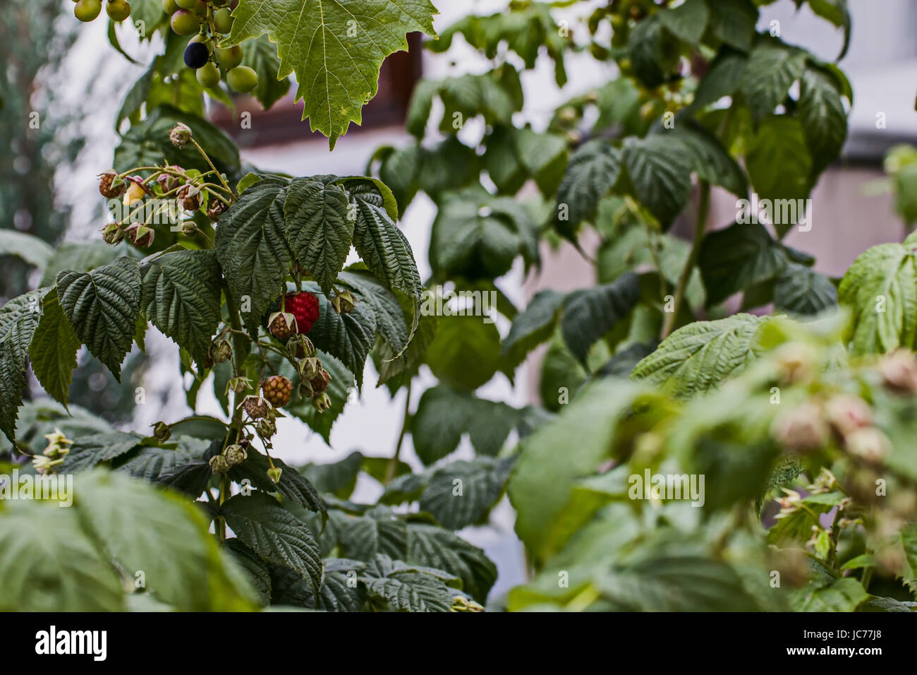 cultigen kitchen garden Stock Photo - Alamy