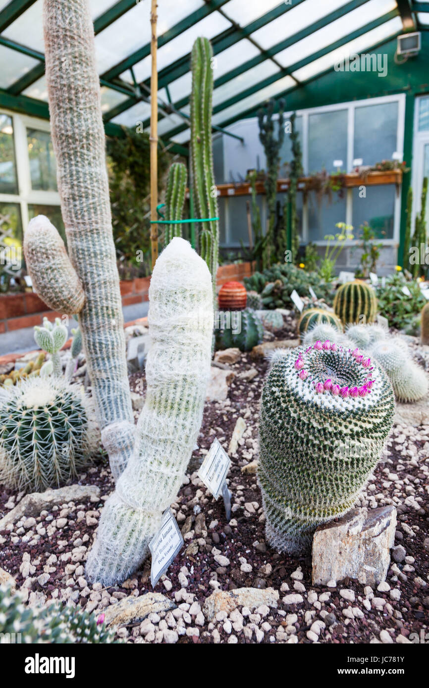 Interior of a cactus greenhouse; detail of the plantation banch Stock ...