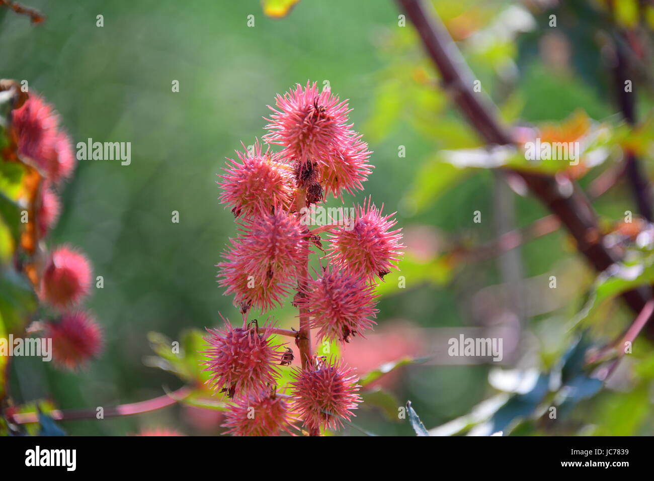 spring flowers - fresh shoots Stock Photo - Alamy