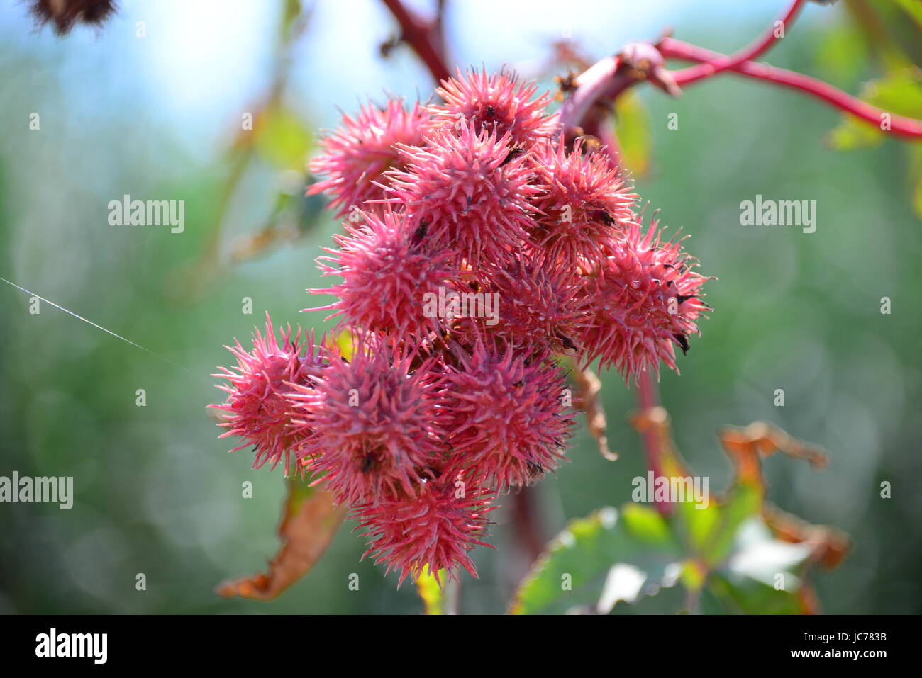 spring flowers - fresh shoots Stock Photo - Alamy