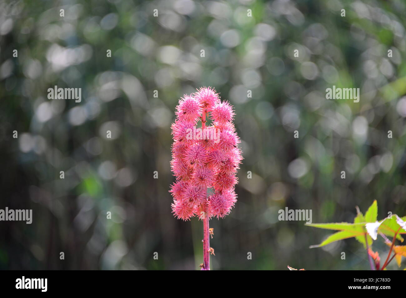spring flowers - fresh shoots Stock Photo - Alamy