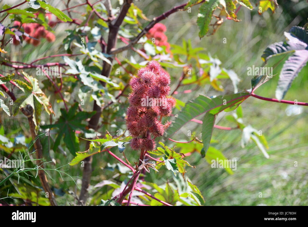 spring flowers - fresh shoots Stock Photo - Alamy