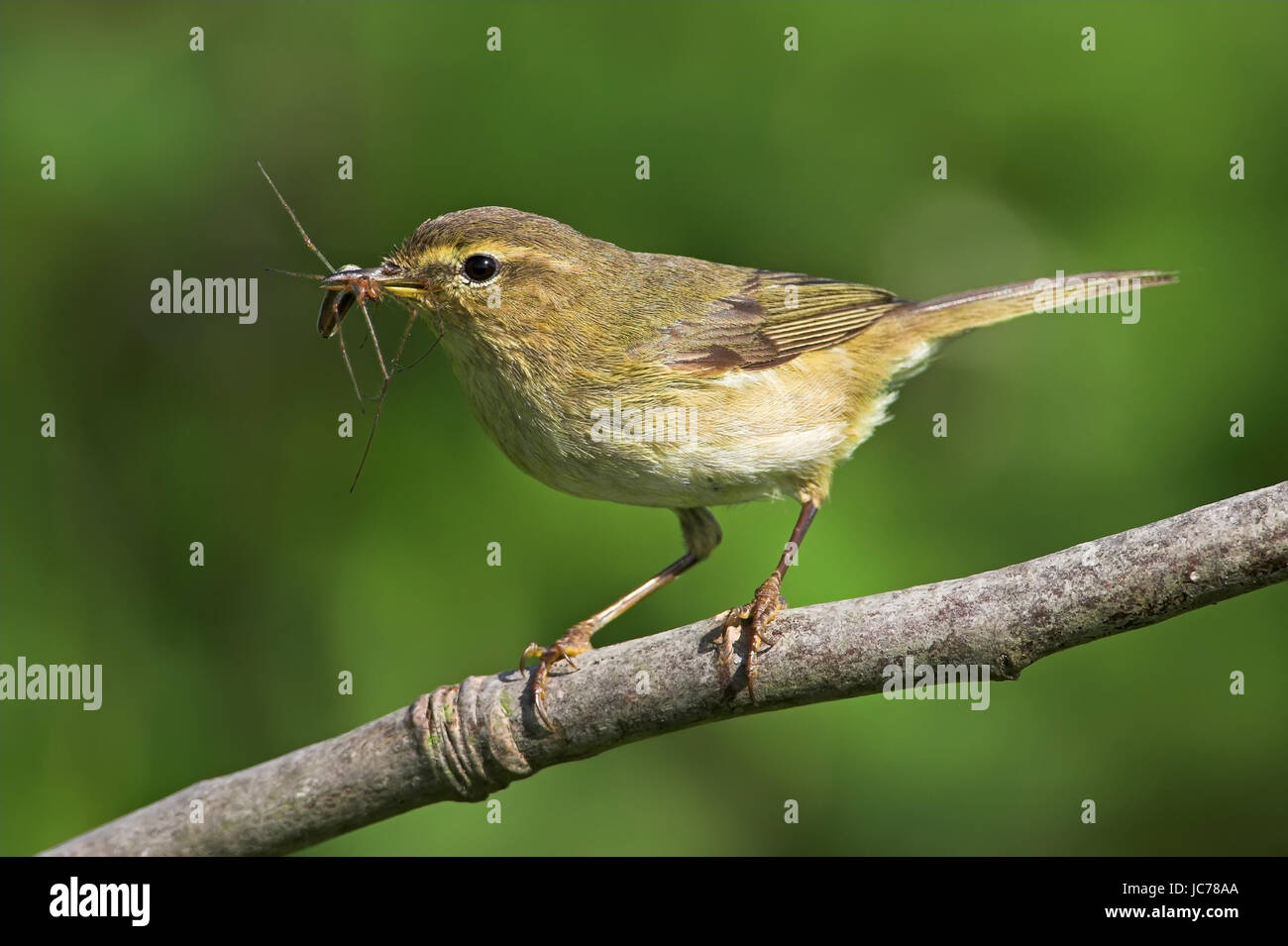 Zilpzalp, Phylloscopus collybita, Phylloscopus collybitus, Zilpzalp ...