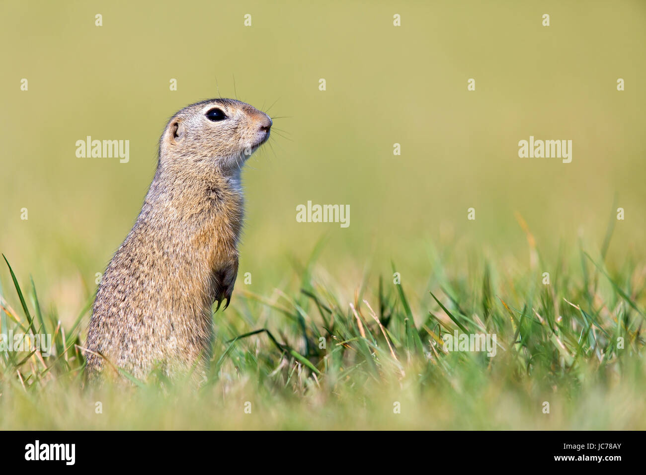 Spermophilus or Citellus is a genus of ground squirrels in the family ...