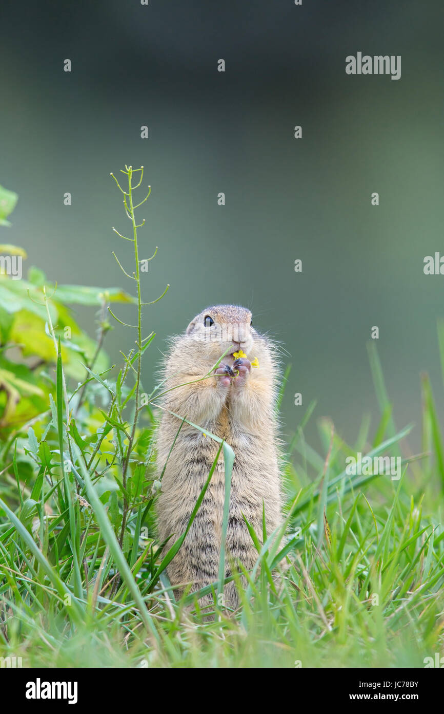 Spermophilus or Citellus is a genus of ground squirrels in the family ...