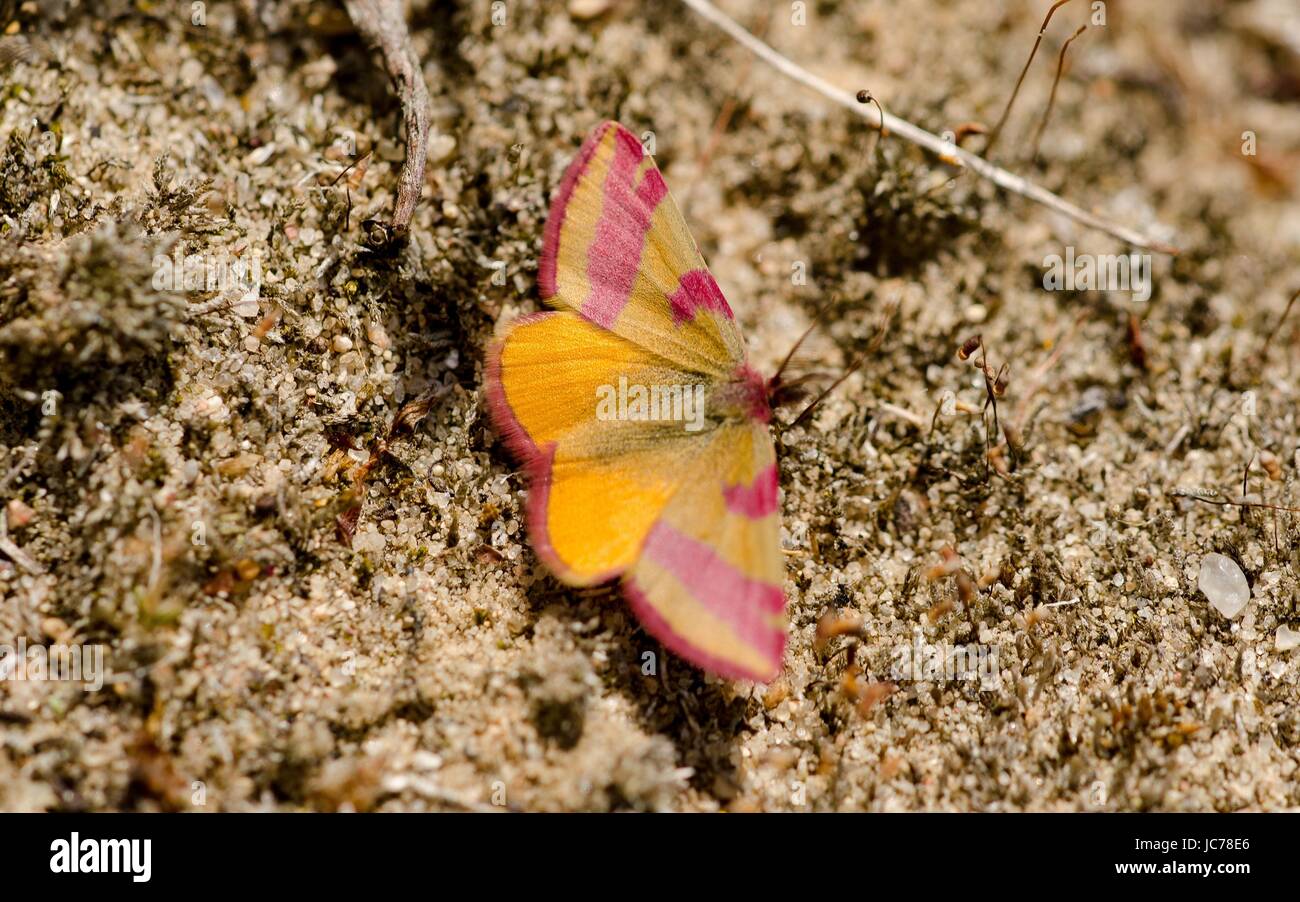 Lythria hi-res stock photography and images - Alamy