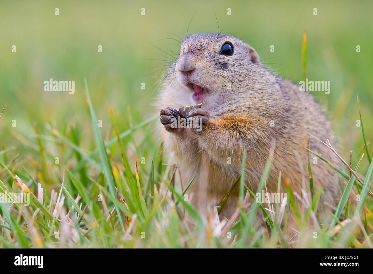 Spermophilus or Citellus is a genus of ground squirrels in the family ...
