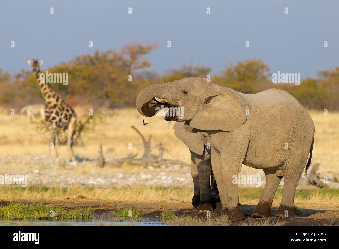 African Bush Elephant, African Savanna Elephant Stock Photo - Alamy
