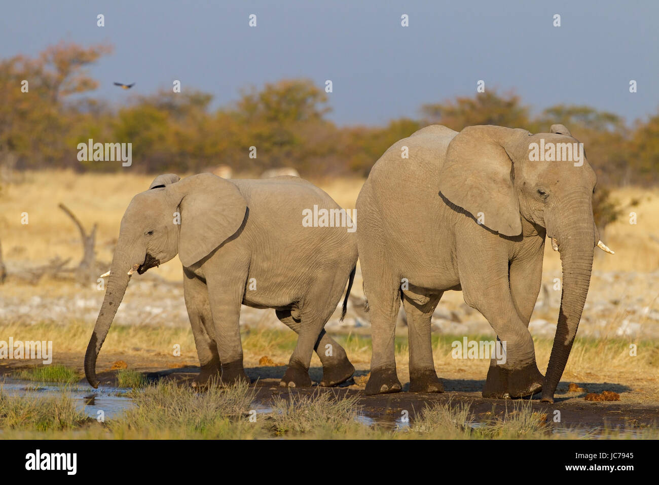 African Bush Elephant, African Savanna Elephant Stock Photo - Alamy