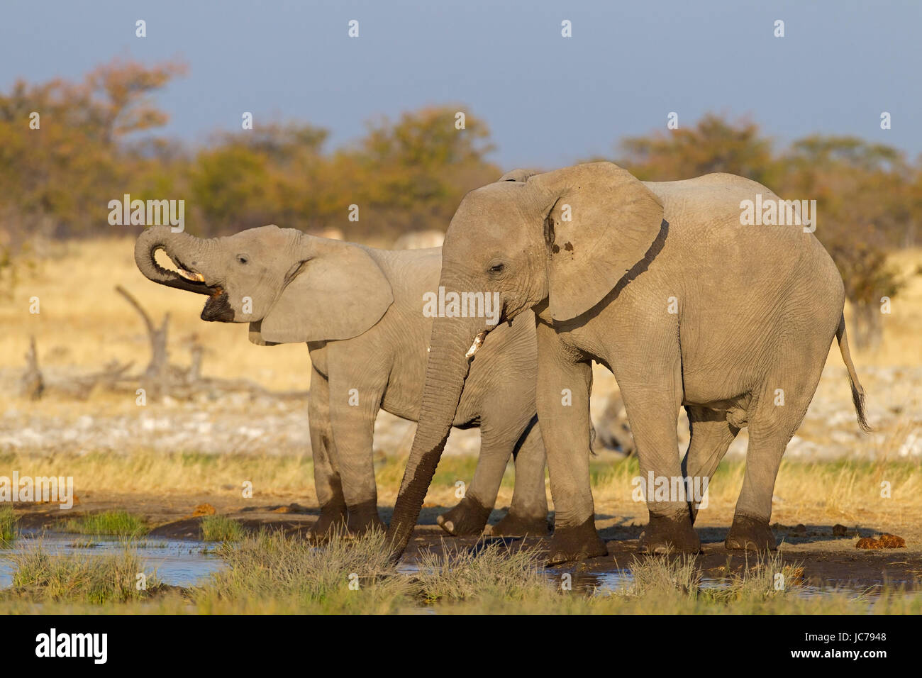 African Bush Elephant, African Savanna Elephant Stock Photo - Alamy