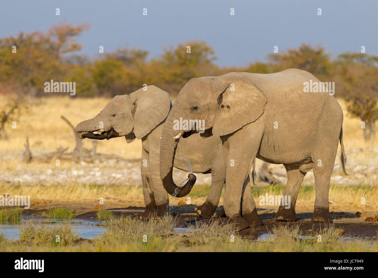 African Bush Elephant, African Savanna Elephant Stock Photo - Alamy