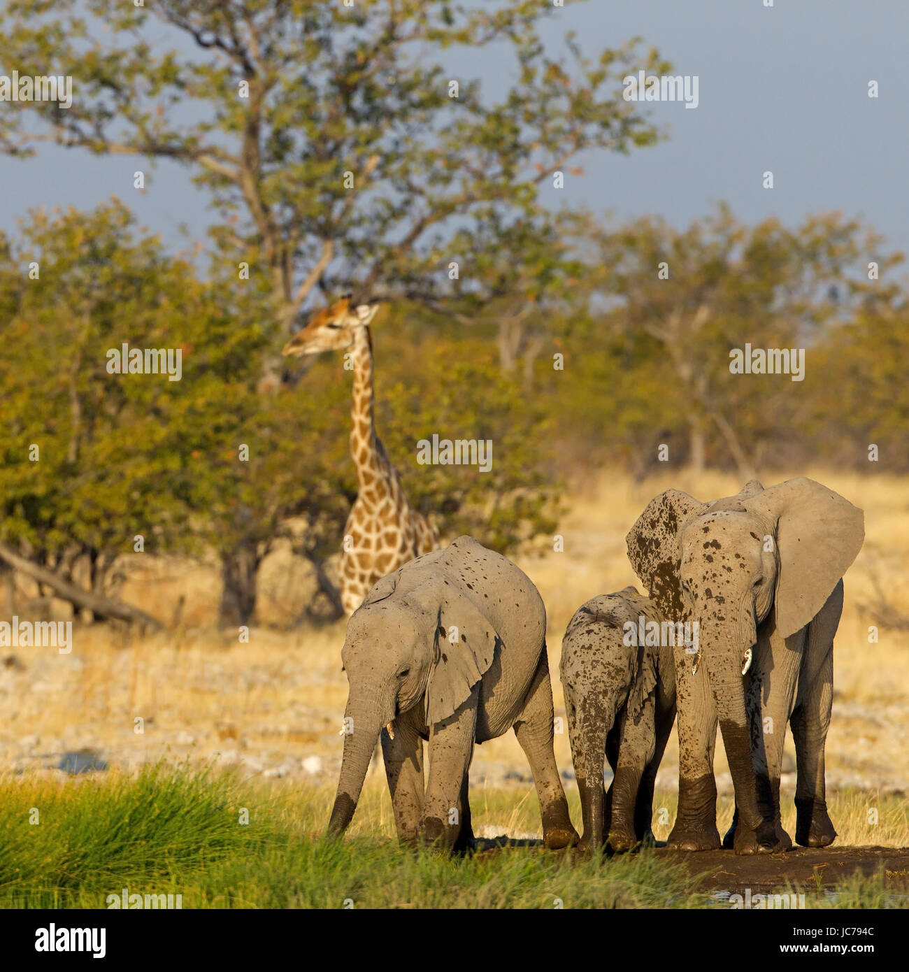 African Bush Elephant, African Savanna Elephant Stock Photo - Alamy