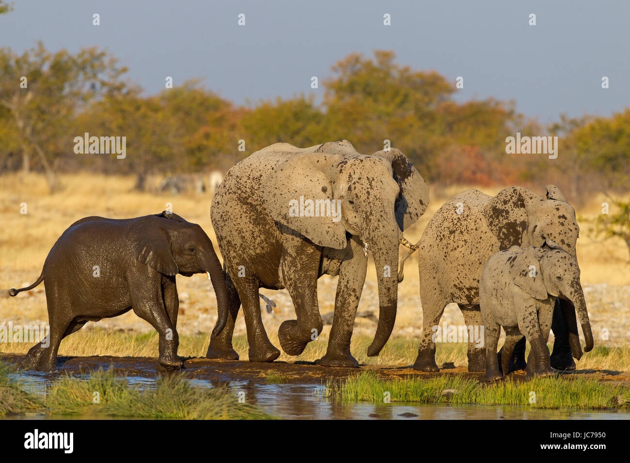 African Bush Elephant, African Savanna Elephant Stock Photo - Alamy