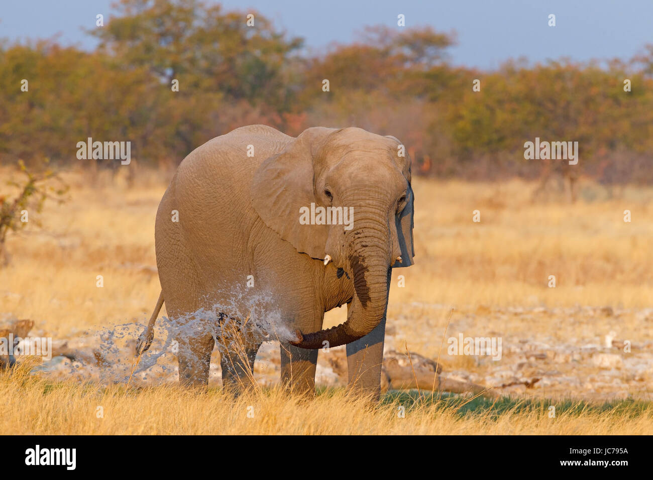 African Bush Elephant, African Savanna Elephant Stock Photo - Alamy